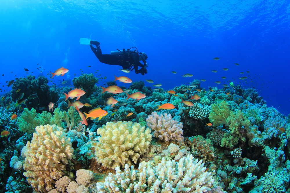 Scuba diving in Thailand - Detailed guide - Where, Why, Cost - Dimaak